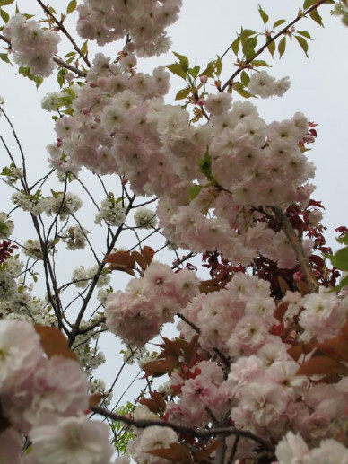 Prunus serrulata 'Shogetsu' - Japanse kers | De Tuinen van Appeltern