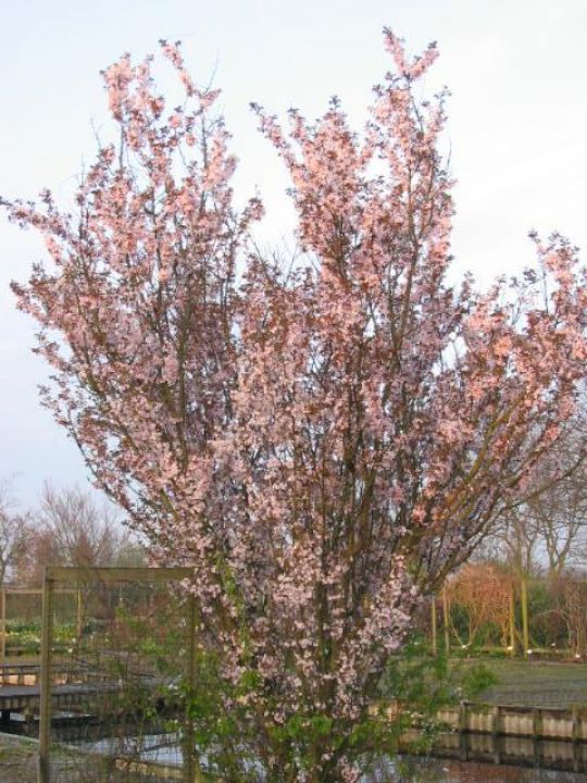 Prunus 'Spire' - Sierkers | De Tuinen van Appeltern