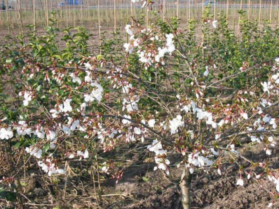 Prunus 'The Bride' - Sierkers | De Tuinen van Appeltern