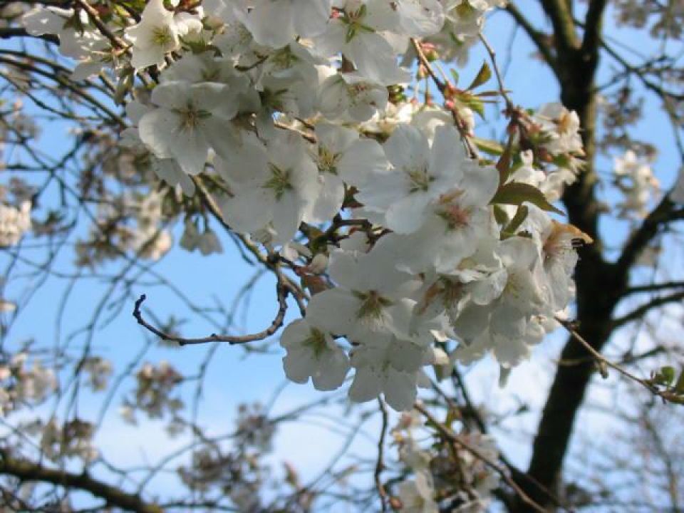 Prunus 'The Bride' - Sierkers | De Tuinen van Appeltern