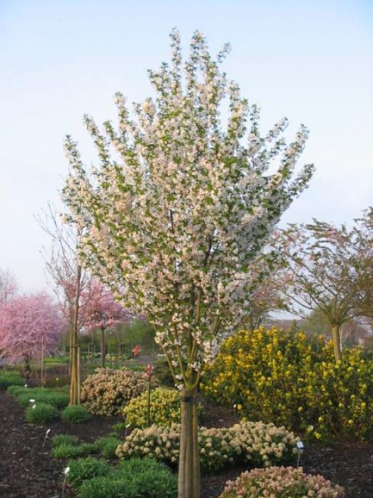 Prunus 'Umineko' - Sierkers | De Tuinen van Appeltern