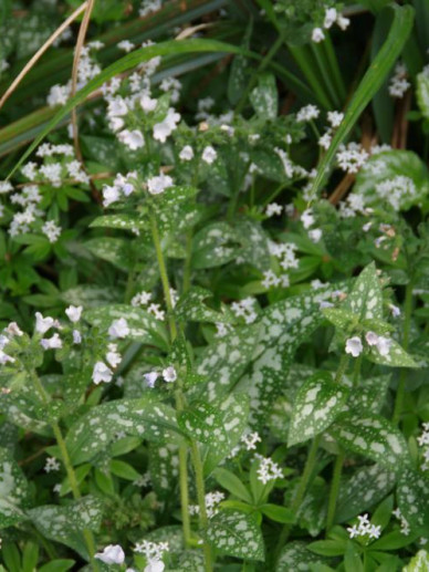 Pulmonaria angustifolia 'Sissinghurst White' - Longkruid | De Tuinen ...