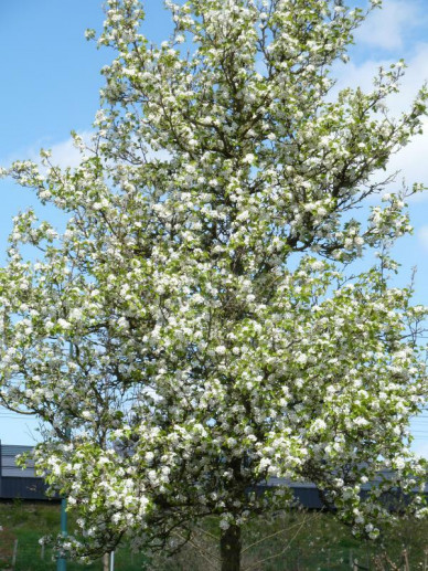 Pyrus calleryana 'Chanticleer' - Sierpeer | De Tuinen van Appeltern