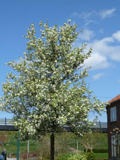 Pyrus calleryana 'Chanticleer' - Sierpeer | De Tuinen van Appeltern