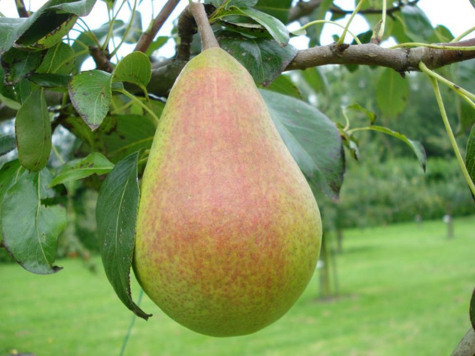 Pyrus communis 'Clapp's Favorite' - Handpeer | De Tuinen van Appeltern