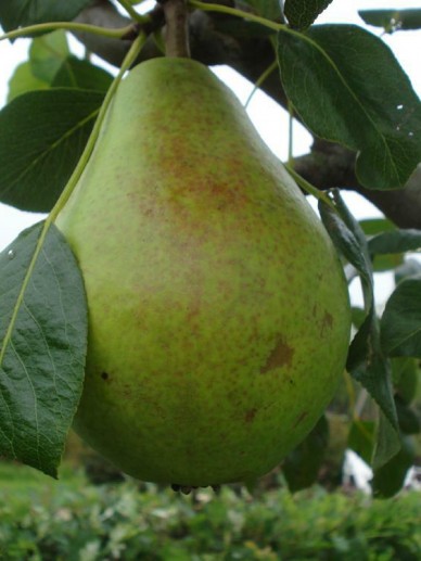 Pyrus communis 'Clapp's Favorite' - Handpeer | De Tuinen van Appeltern