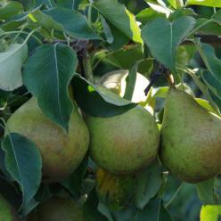 Pyrus communis 'Gieser Wildeman' - Stoofpeer | De Tuinen van Appeltern