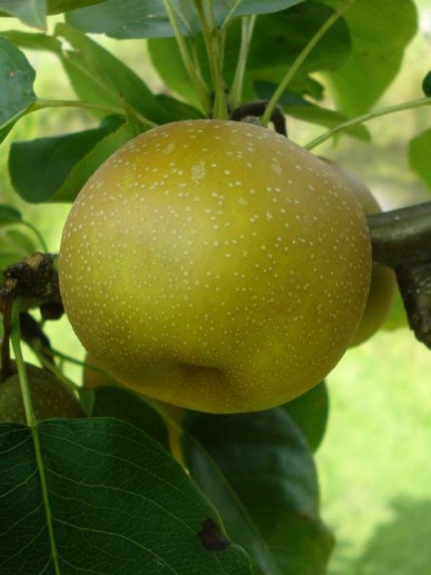 Pyrus pyrifolia 'Niitaka' - Nashipeeer , Aziatische zandpeer ...