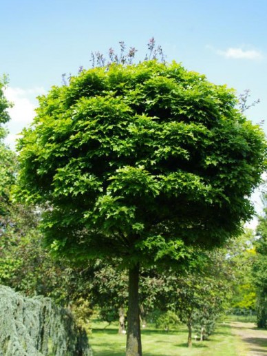 Quercus palustris 'Green Dwarf' - Bolmoeraseik | De Tuinen van Appeltern