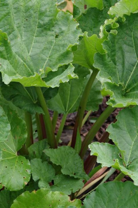 Rheum rhabarbarum - Rabarber | De Tuinen van Appeltern