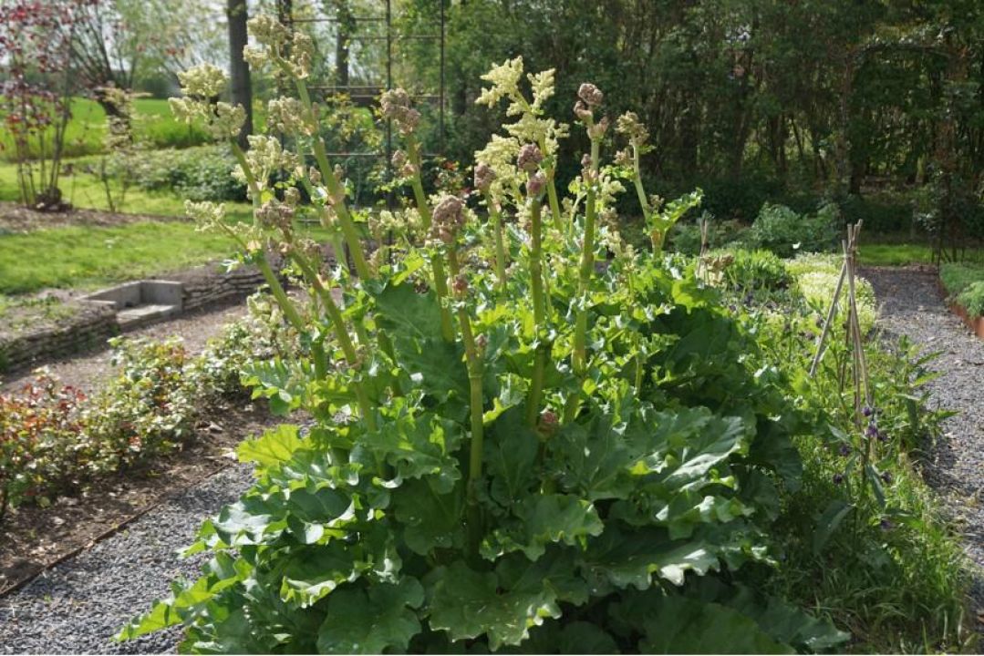 Rheum rhabarbarum - Rabarber | De Tuinen van Appeltern