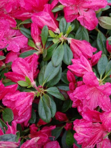 Rhododendron 'Arabesk' - Japanse azalea | De Tuinen van Appeltern