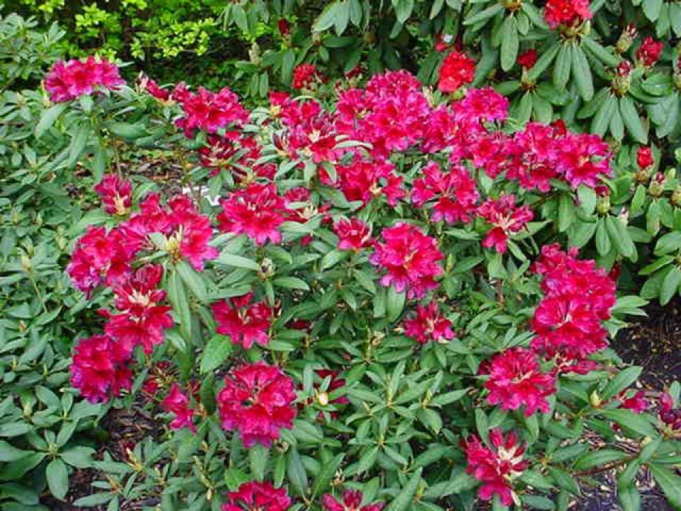 Rhododendron 'Black Sport' - Tuinrododendron | De Tuinen van Appeltern