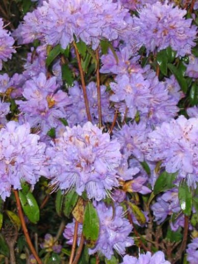 Rhododendron 'Blue Diamond' - Dwergrododendron | De Tuinen van Appeltern