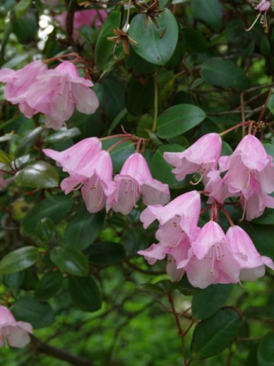 Rhododendron 'Bow Bells' - Dwergrododendron | De Tuinen van Appeltern