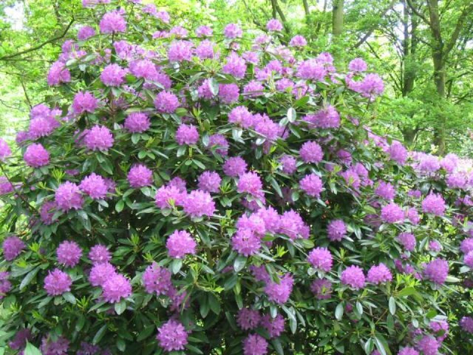 Rhododendron 'Catawbiense Boursault' - Tuinrododendron | De Tuinen van ...