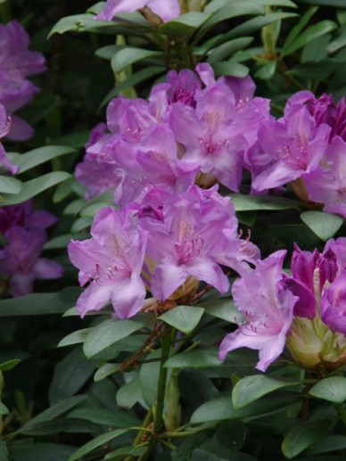 Rhododendron 'Catawbiense Boursault' - Tuinrododendron | De Tuinen van ...