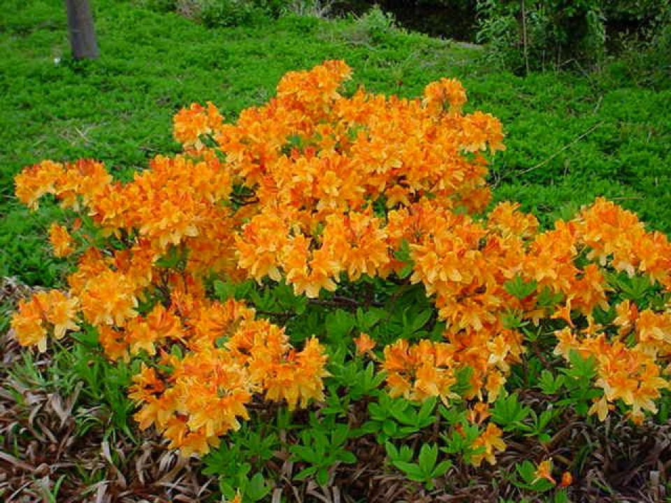 Rhododendron 'Christopher Wren' - Tuinazalea | De Tuinen van Appeltern