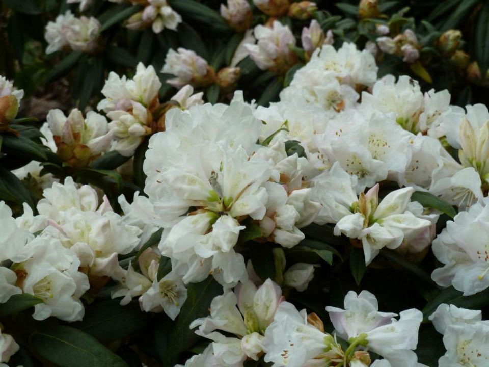 Rhododendron 'Dora Amateis' - Dwergrododendron | De Tuinen van Appeltern