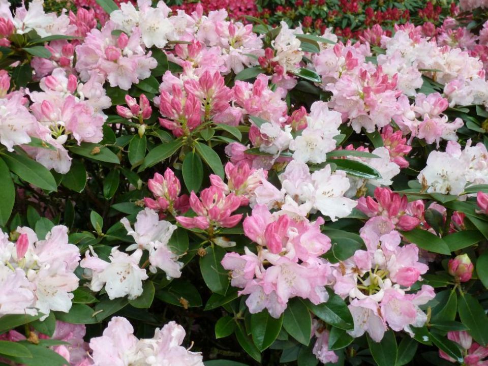 Rhododendron 'Dreamland' - Dwergrododendron | De Tuinen van Appeltern