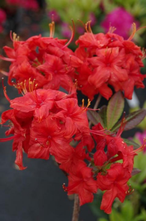 Rhododendron 'Fireball' - Tuinazalea | De Tuinen van Appeltern