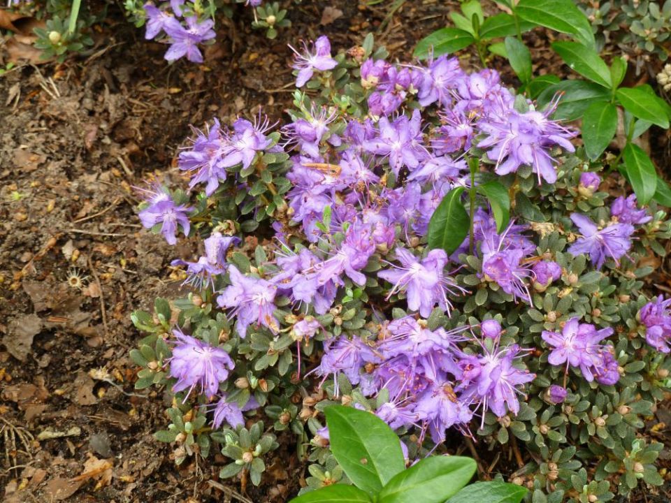 Rhododendron impeditum - Rododendron | De Tuinen van Appeltern