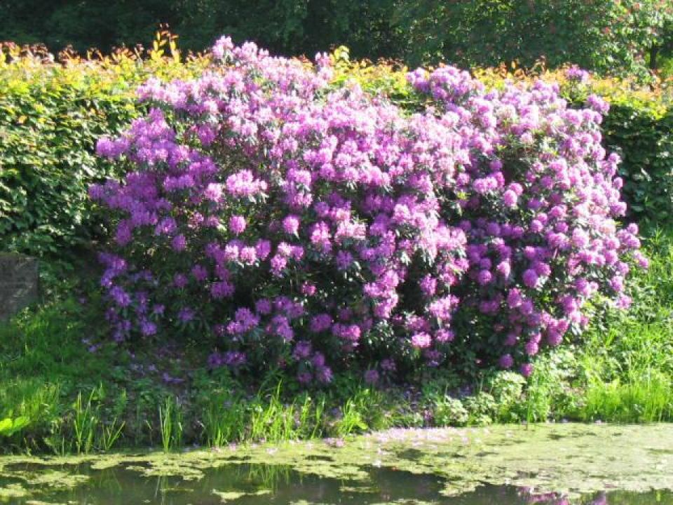 Rhododendron 'Lee's Dark Purple' - Tuinrododendron | De Tuinen van ...