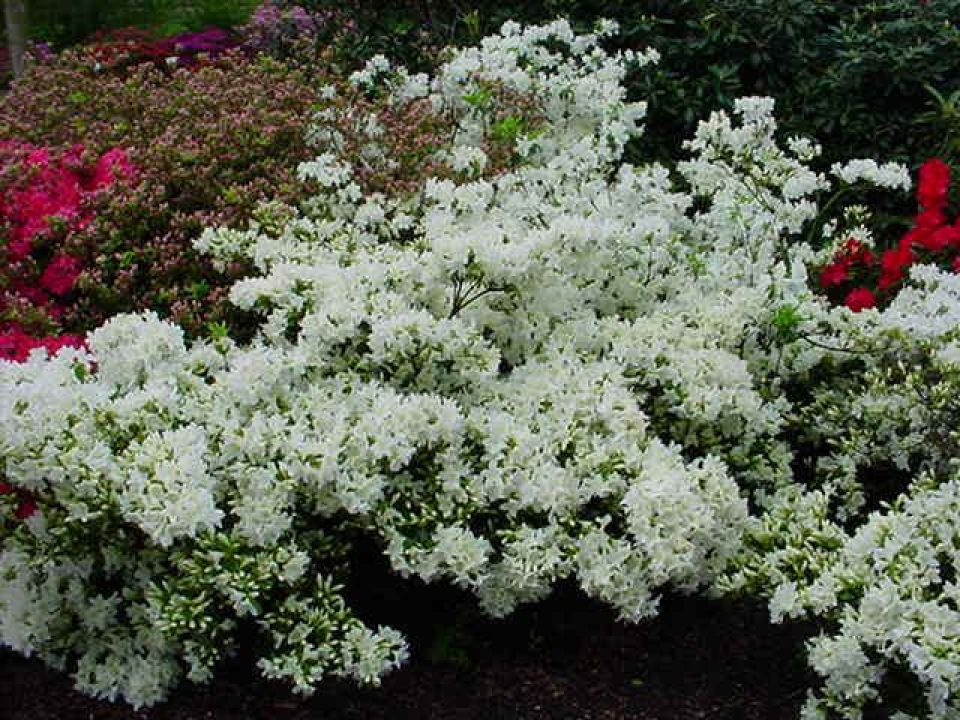 Rhododendron 'Palestrina' - Japanse azalea | De Tuinen van Appeltern