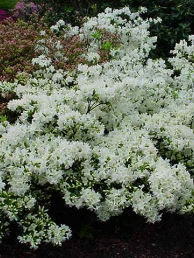 Rhododendron 'Palestrina' - Japanse azalea | De Tuinen van Appeltern