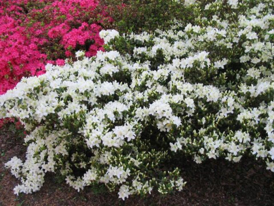 Rhododendron 'Palestrina' - Japanse azalea | De Tuinen van Appeltern