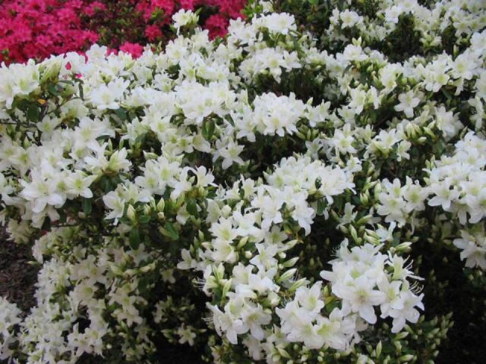 Rhododendron 'Palestrina' - Japanse azalea | De Tuinen van Appeltern