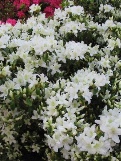 Rhododendron 'Palestrina' - Japanse azalea | De Tuinen van Appeltern