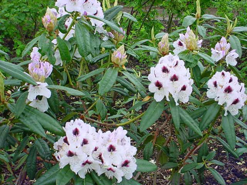 Rhododendron 'Sappho' - Tuinrododendron | De Tuinen van Appeltern