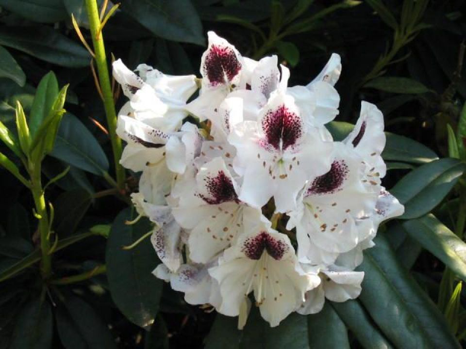 Rhododendron 'Sappho' - Tuinrododendron | De Tuinen van Appeltern