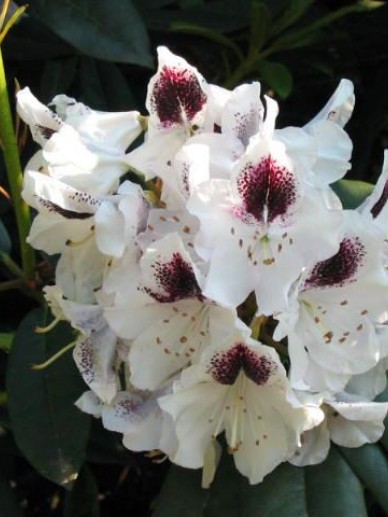 Rhododendron 'Sappho' - Tuinrododendron | De Tuinen van Appeltern