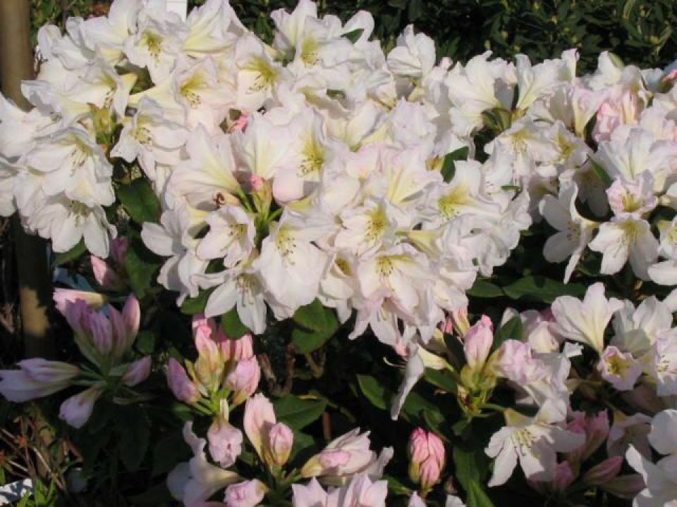 Rhododendron 'Silver Sixpence' - Dwergrododendron | De Tuinen van Appeltern