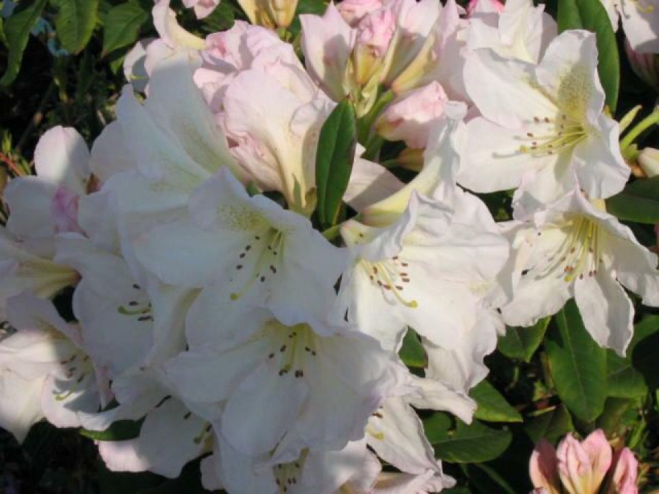 Rhododendron 'Silver Sixpence' - Dwergrododendron | De Tuinen van Appeltern