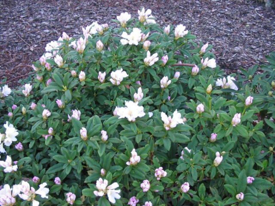 Rhododendron 'Silver Sixpence' - Dwergrododendron | De Tuinen van Appeltern