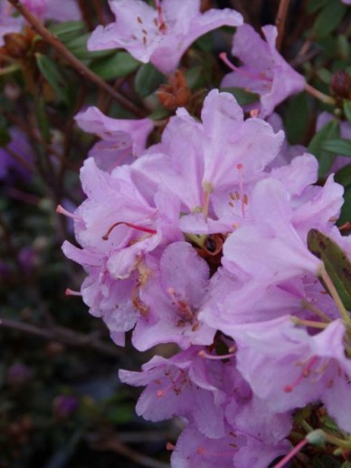 Rhododendron 'Snipe' - Dwergrododendron | De Tuinen van Appeltern