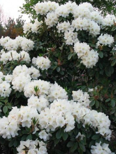 Rhododendron 'Unique' - Rododendron | De Tuinen van Appeltern