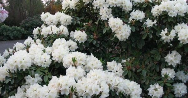 Rhododendron 'Unique' - Rododendron | De Tuinen van Appeltern