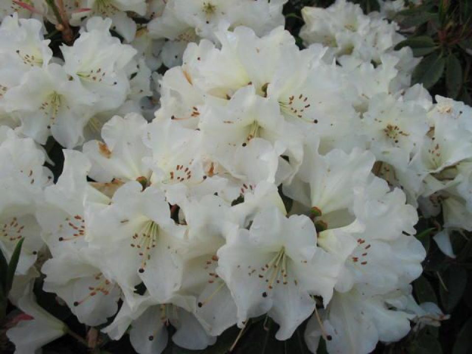 Rhododendron 'Unique' - Rododendron | De Tuinen van Appeltern