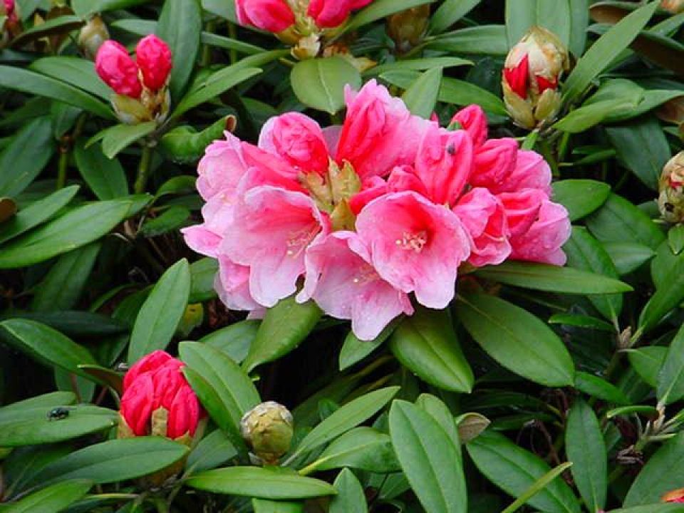 Rhododendron 'Vintage Rosé' - Dwergrododendron | De Tuinen van Appeltern