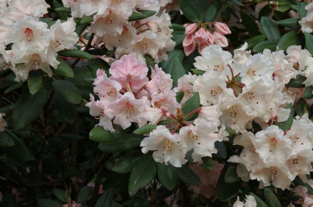 Rhododendron 'Virginia Richards' - Tuinrododendron | De Tuinen van ...