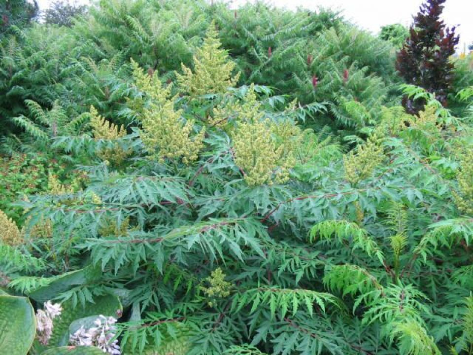 Rhus typhina 'Dissecta' - Azijnboom, fluweelboom, sumak | De Tuinen van ...