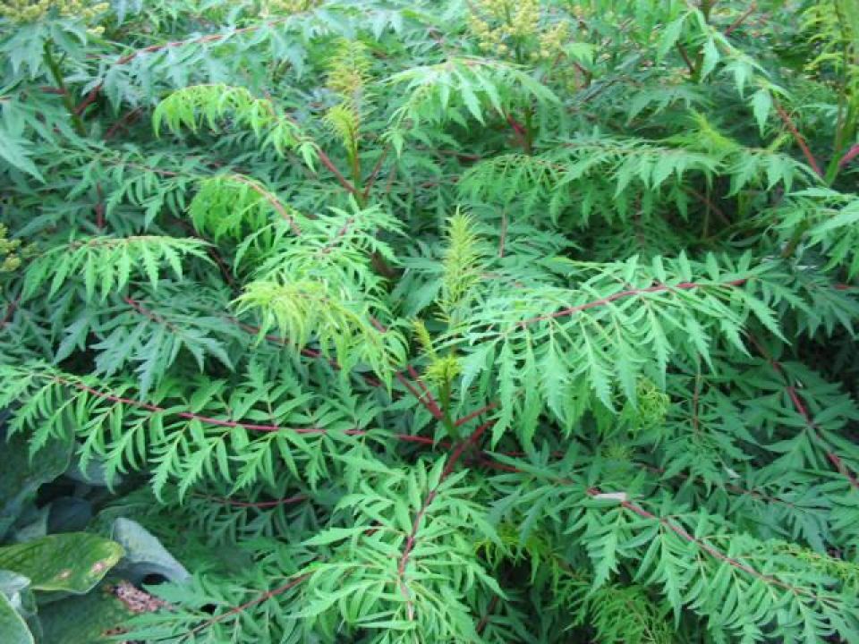 Rhus typhina 'Dissecta' - Azijnboom, fluweelboom, sumak | De Tuinen van ...