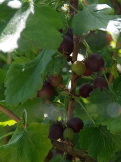 Ribes 'Jostaberry' (='Josta') - Jostabes | De Tuinen van Appeltern