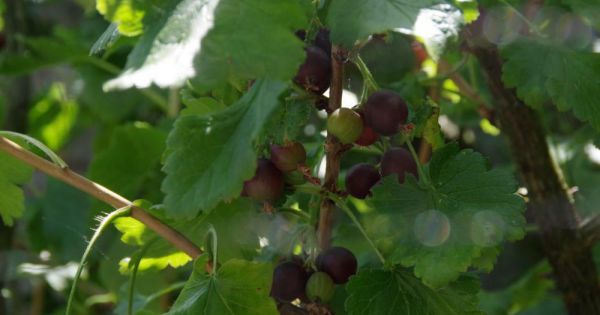 Ribes 'Jostaberry' (='Josta') - Jostabes | De Tuinen van Appeltern