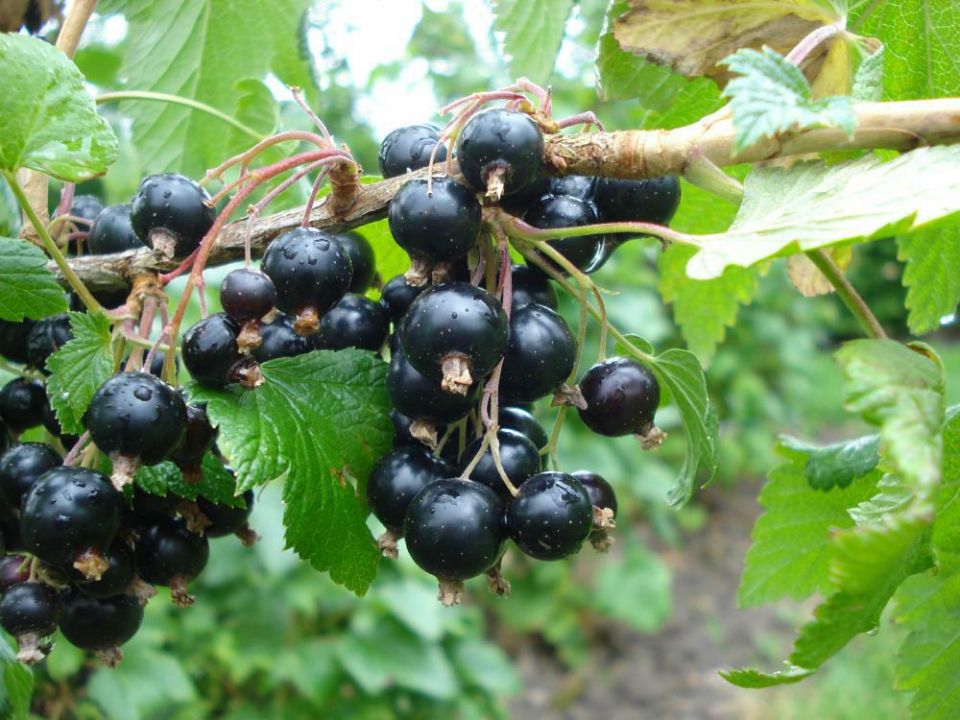 Ribes nigrum 'Black Reward' - Aalbes , Bes, zwart , Zwarte bes | De ...