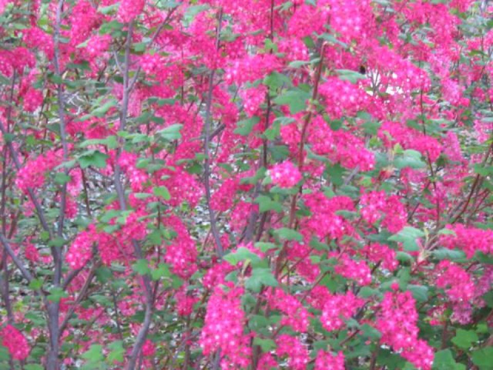 Ribes sanguineum 'Atrorubens Select' - Rode ribes | De Tuinen van Appeltern